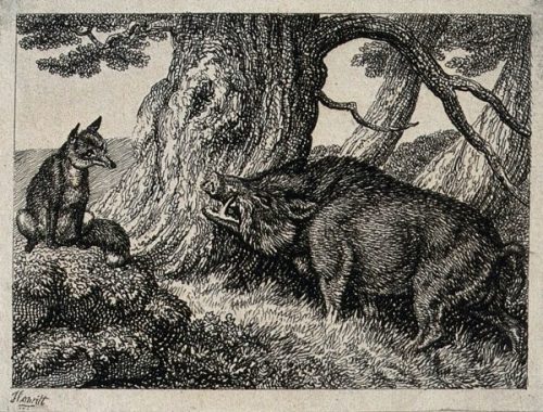 The Wild Boar And The Fox - Thai Listening Practice | Thai With Grace
