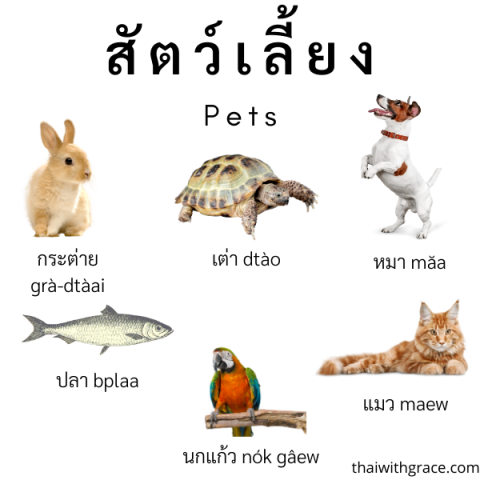 Complete List Of Animals In Thai | Thai With Grace