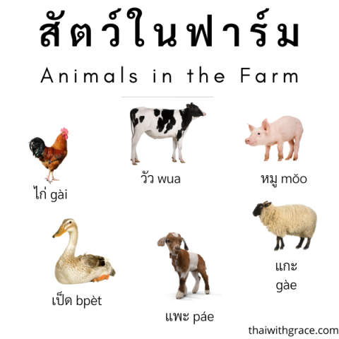 Complete List Of Animals In Thai | Thai With Grace
